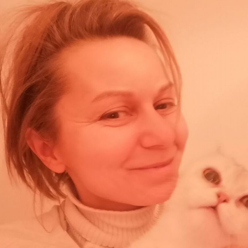 Британская короткошёрстная кошка, взрослая