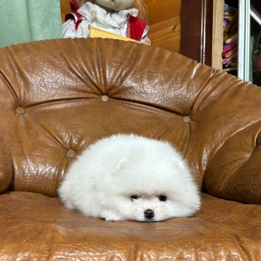 Мальчиш кибальчиш помшпиц