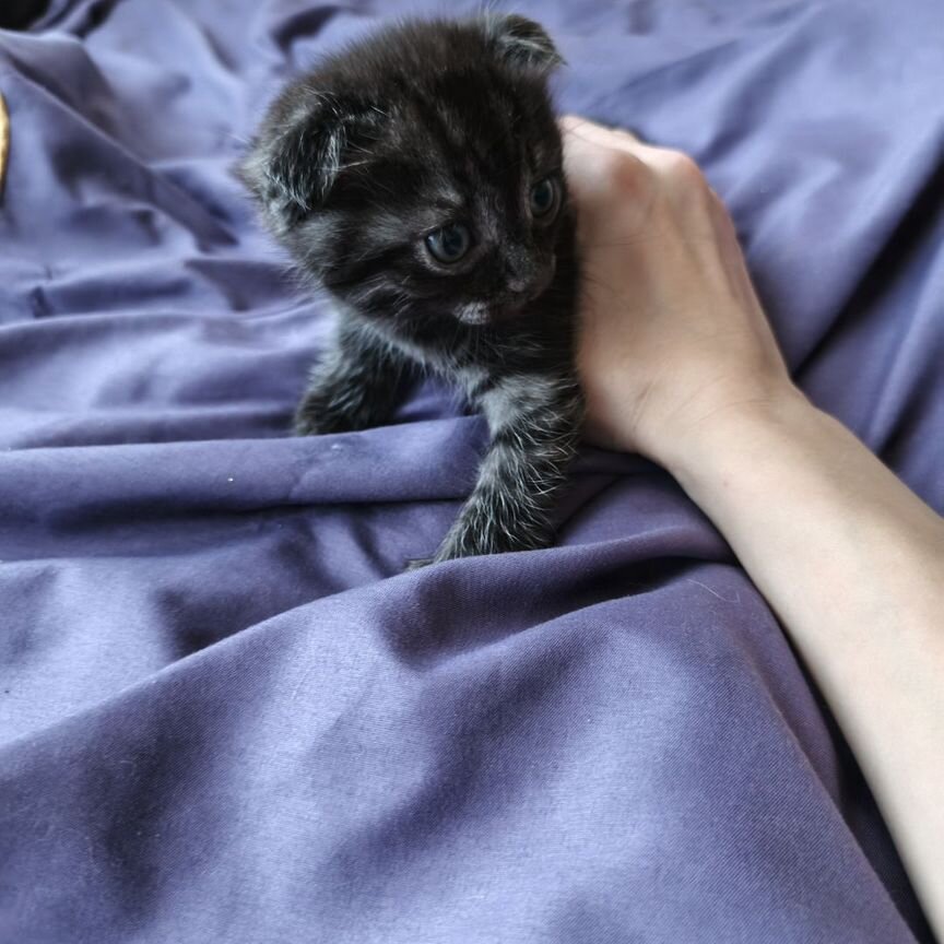 Шотландский вислоухий длинношёрстный котёнок