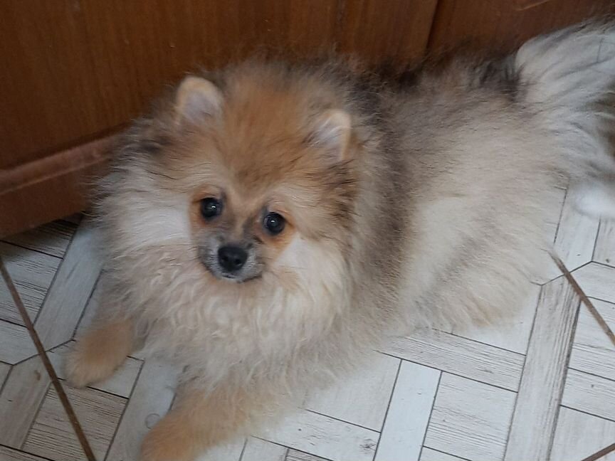 Шпиц Ричард Львиное сердце