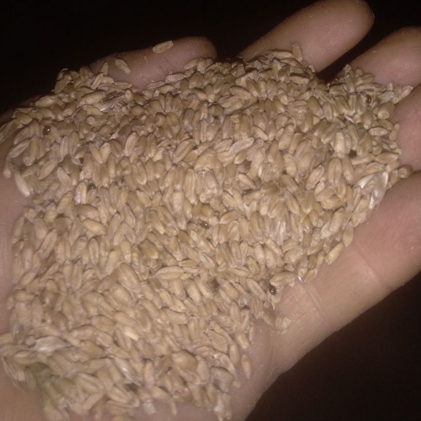 Продам пшеницу в Купино