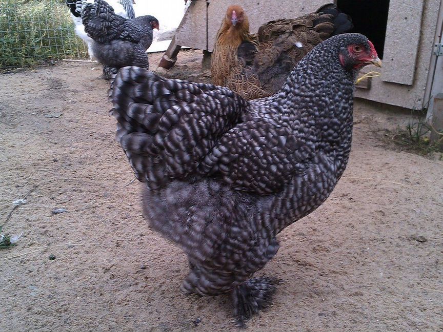 Куры породы брама, украинская хохлатая