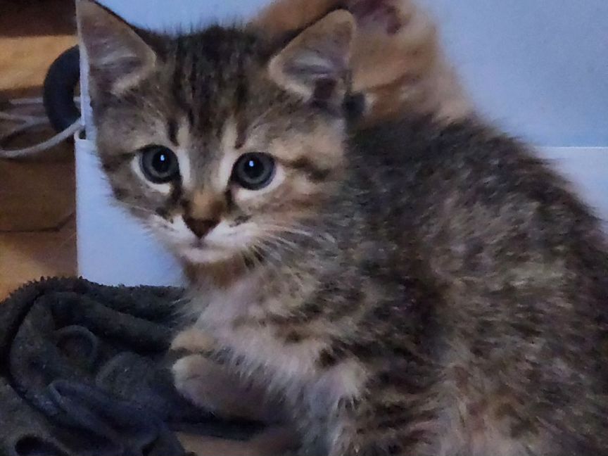 Котята бесплатно