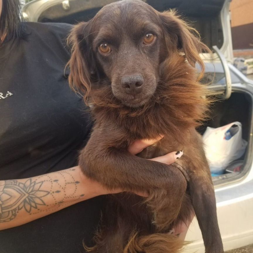 Шоколадный красавчик