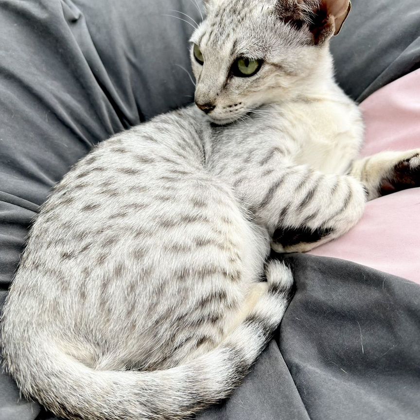 Саванна серебро