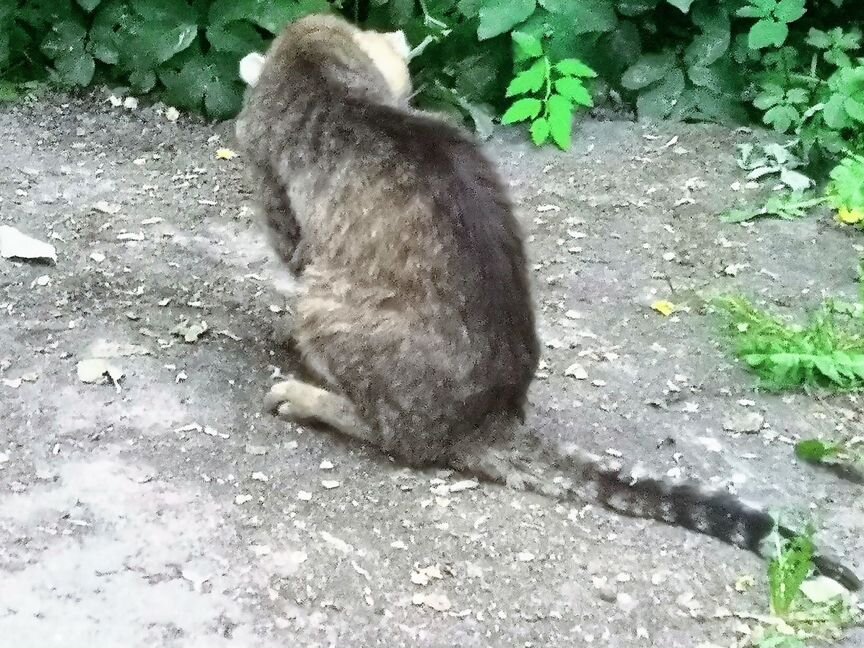 Котику нужен куратор дом лечение