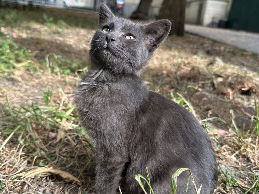 Котёнок серый
