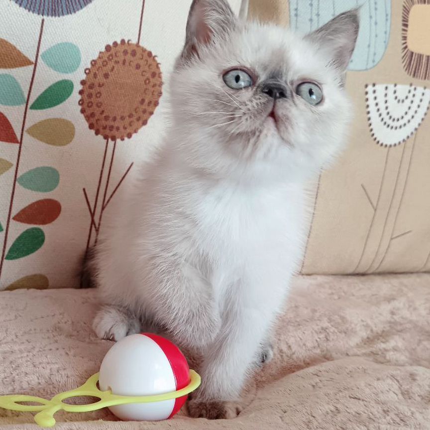 Экзотический короткошёрстный котёнок