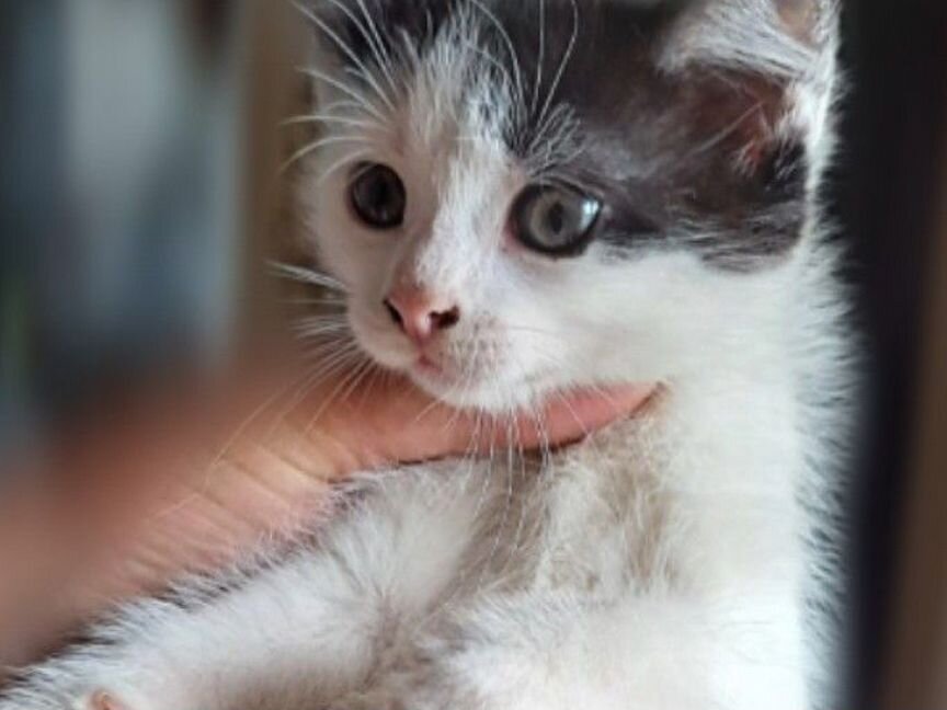 Котенок
