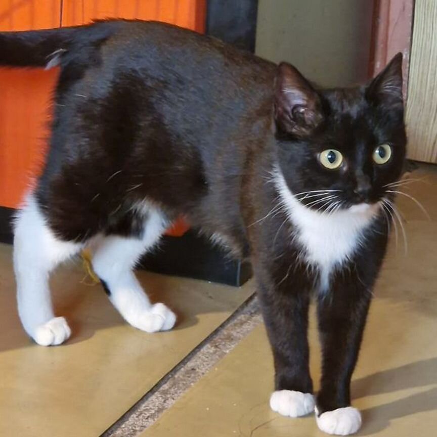 Котёнок в добрые руки