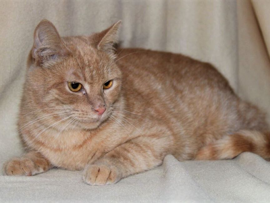 Котик ищет семью (1г., кастрирован)