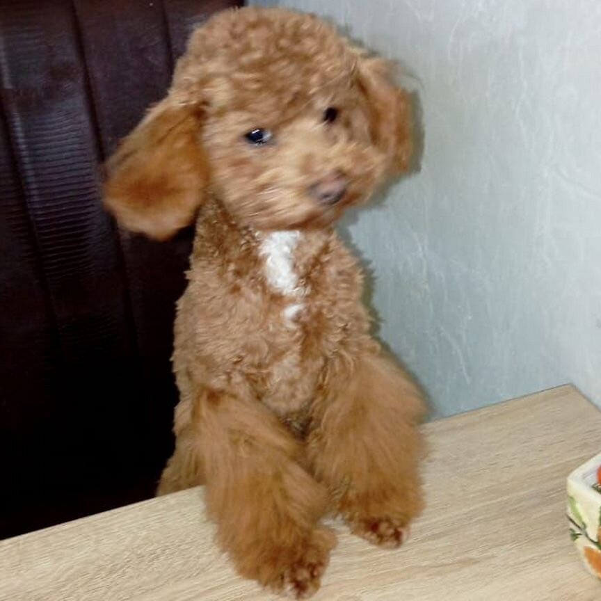 Той-пудель, взрослый пёс