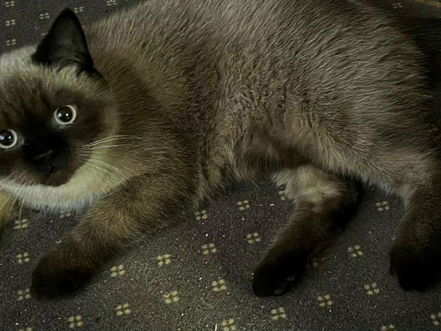 Шотландский Кот вязка