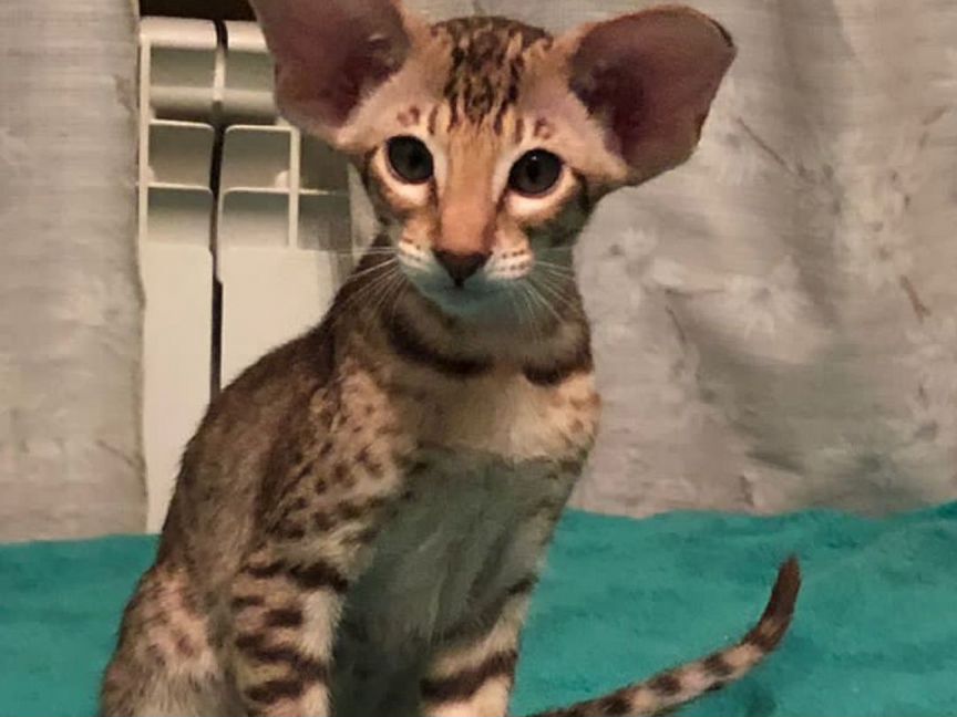 Ориентальные котята