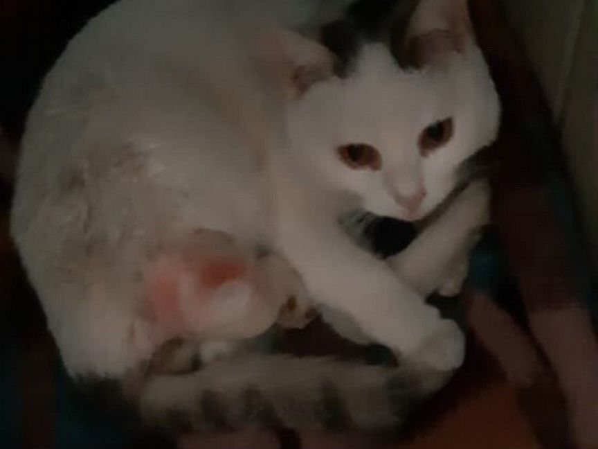 Кот с переломом нужно лечение