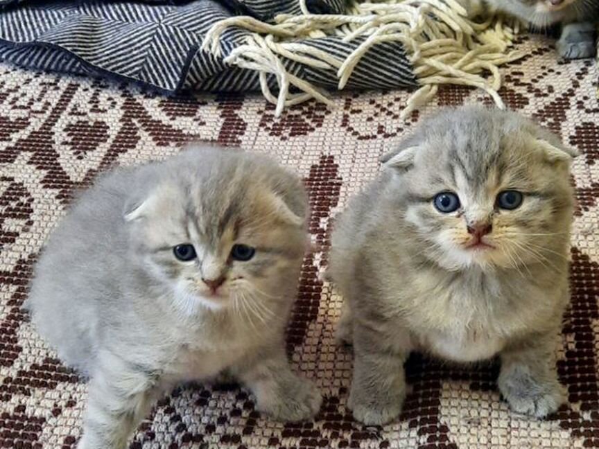 Шотландские вислоухие котята