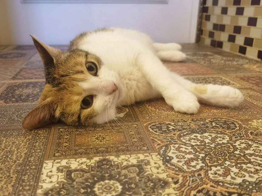 Добрая кошка в добрые руки