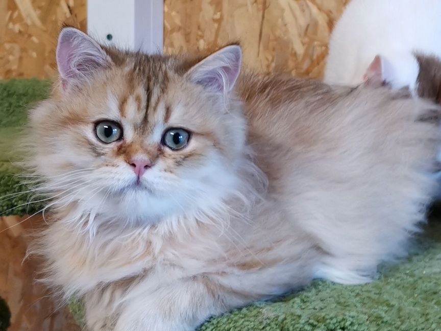 Британский котик котенок