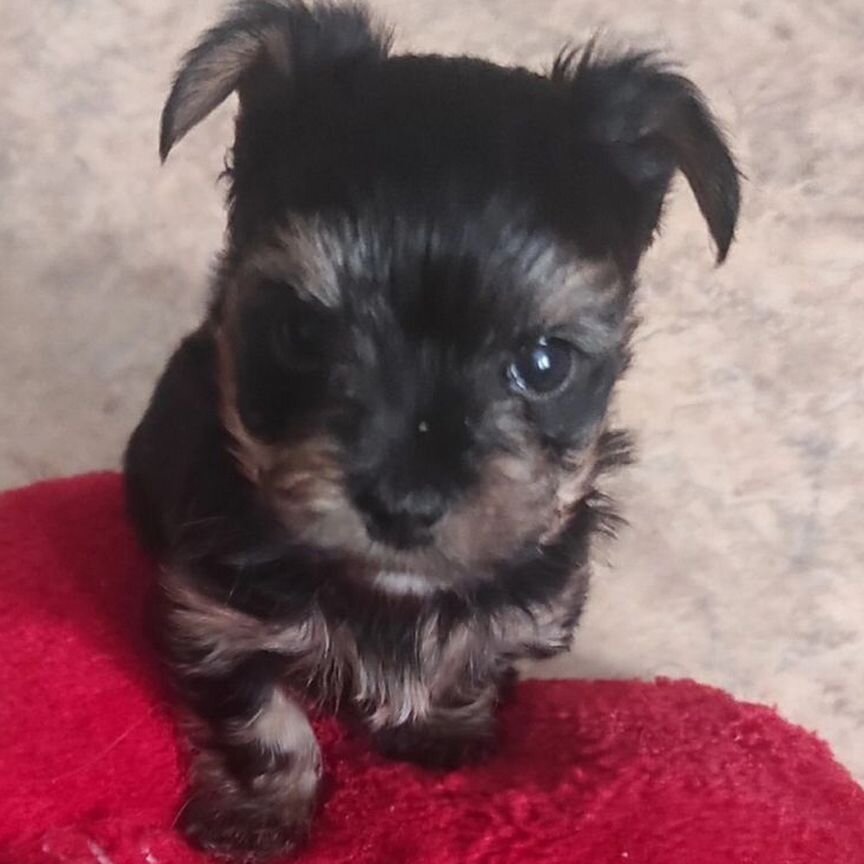 Йоркширский терьер мини