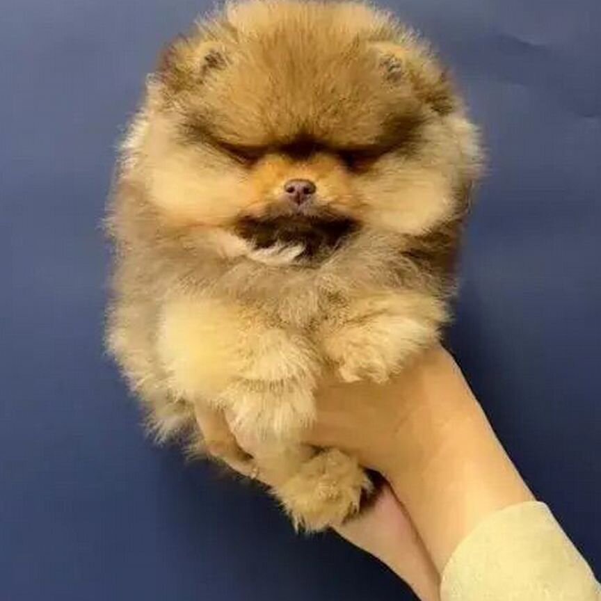 Померанский шпиц, щенок