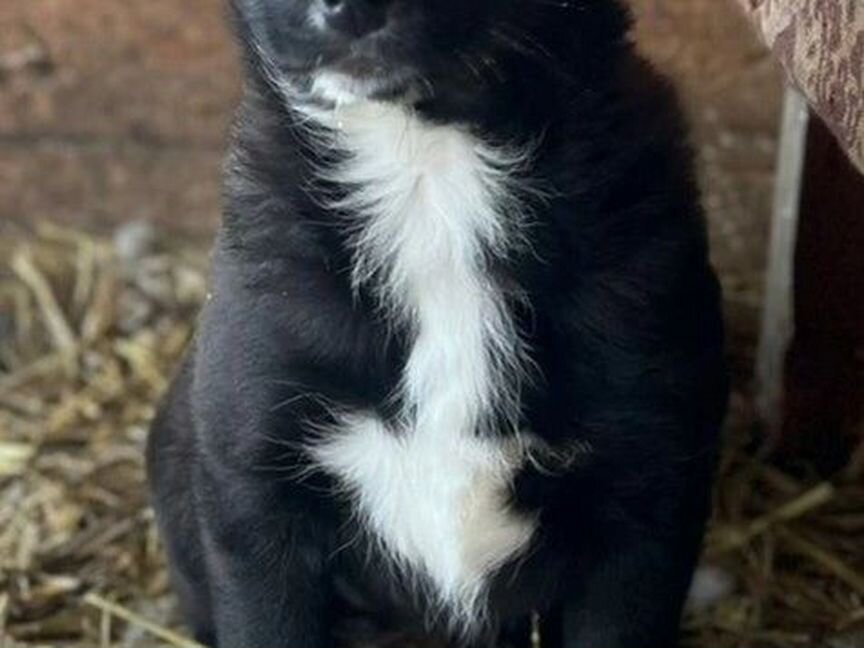 Собака