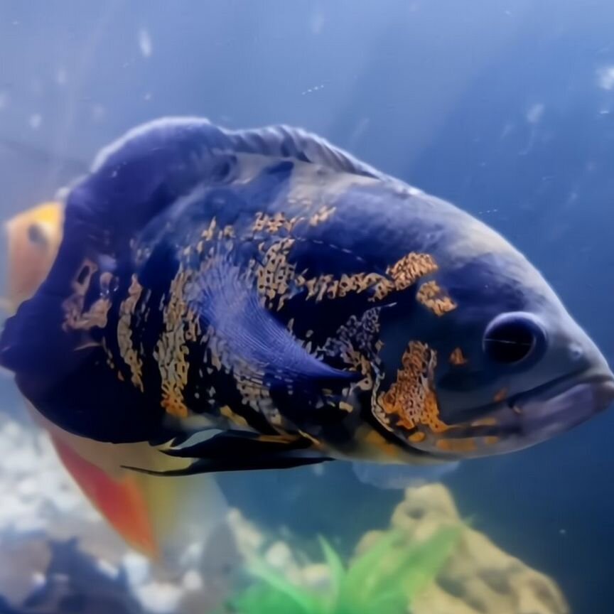 Астронотус тигровый