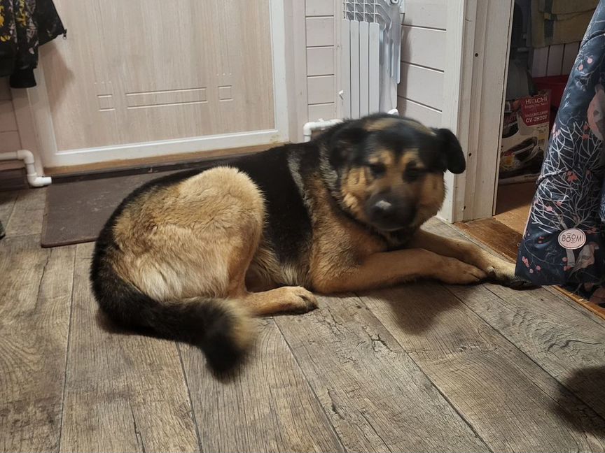 Собака в добрые руки отдам бесплатно