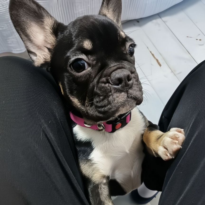 Французский бульдог, щенок