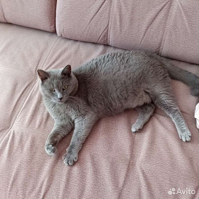 Кот шартрез ищет дом