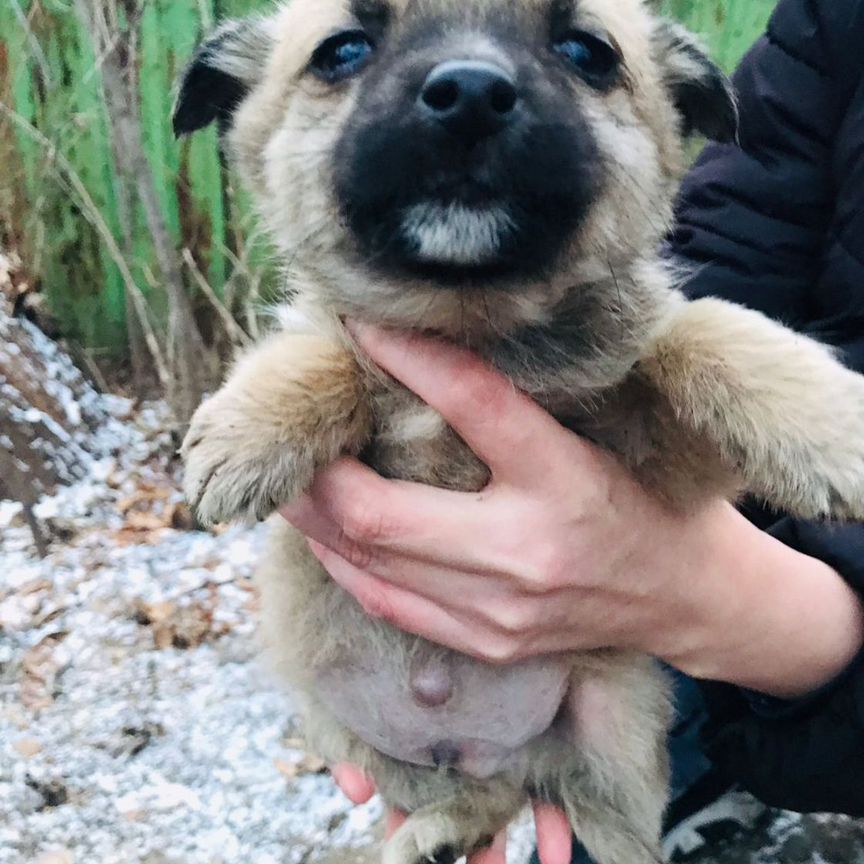 Щенок мальчуган 1 мес