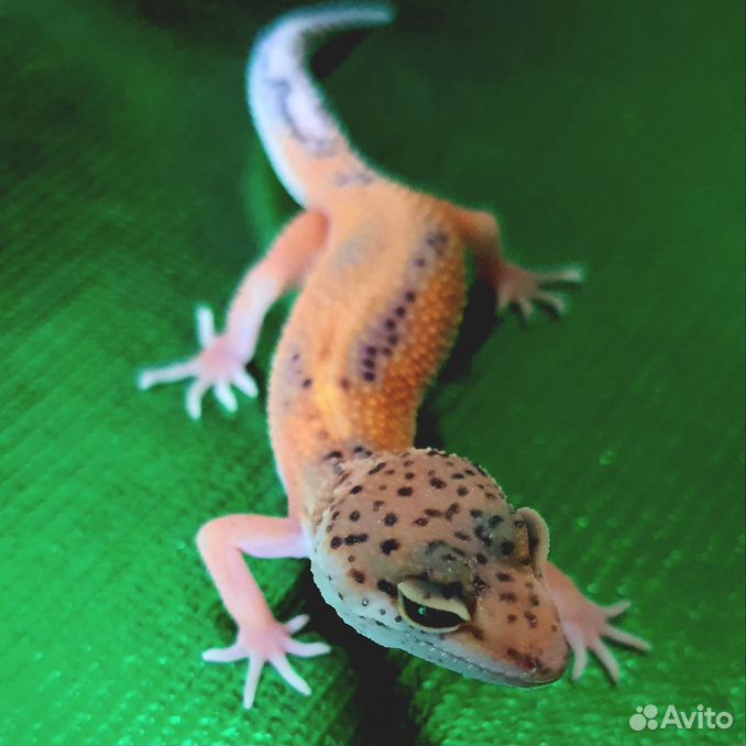 Эублефар 3 мес. мальчик