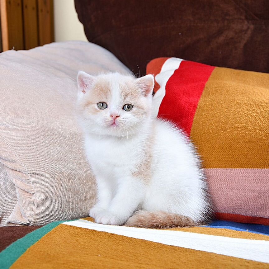 Британский кот