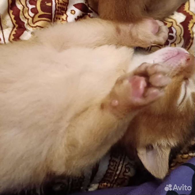 Аббисинские котята