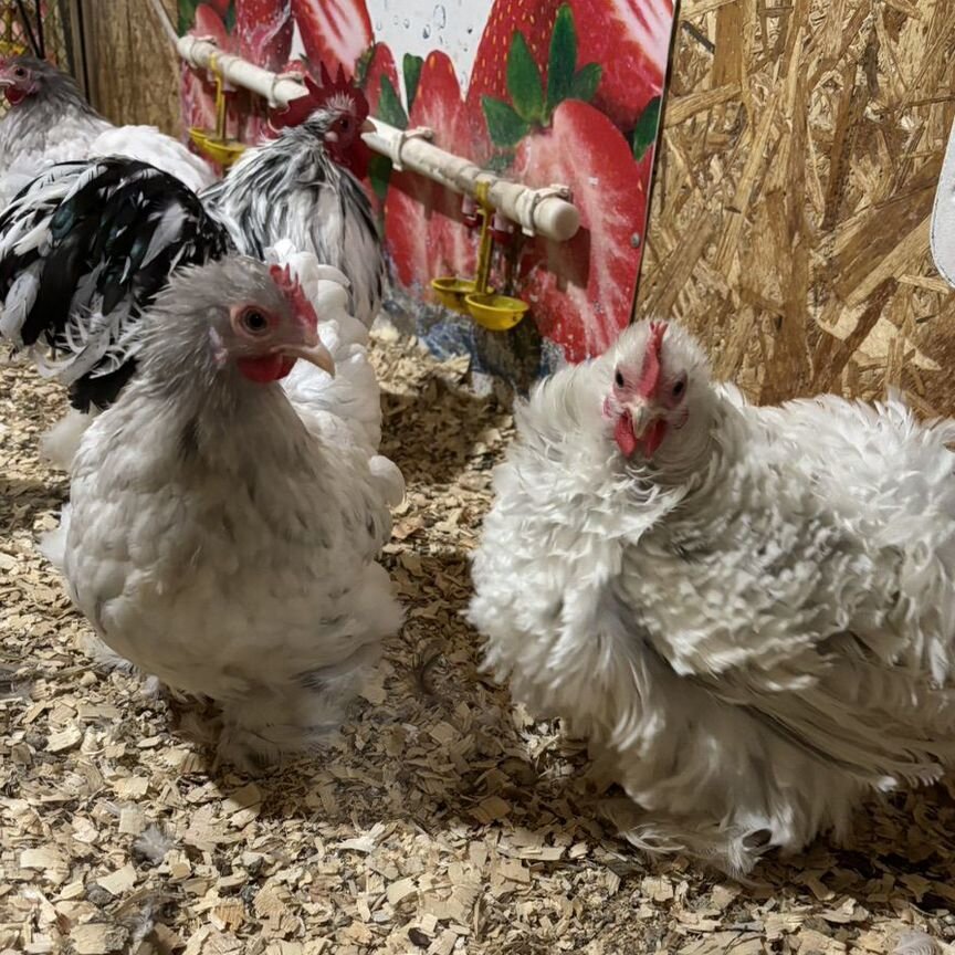 Кохинхин карликовый яйцо