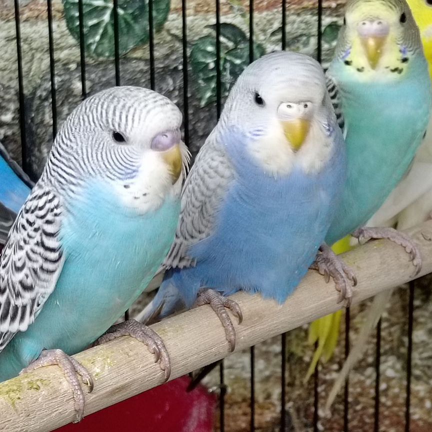 Птенцы волнистый попугай, клетка, Самка в пару