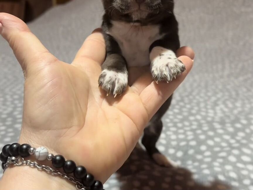 Чихуахуа мальчик крошка