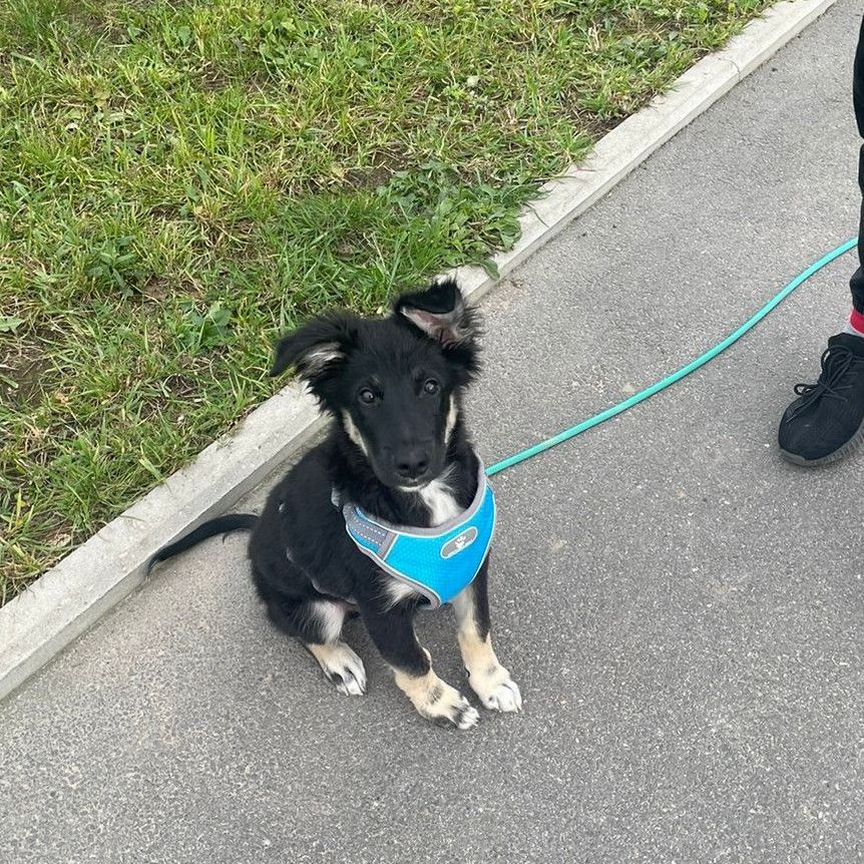 Чудо щенок в добрые руки