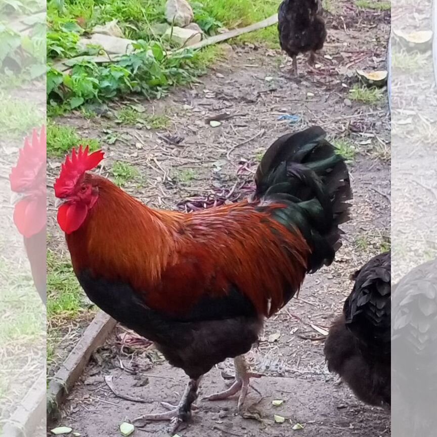 Петух Маран черно медный