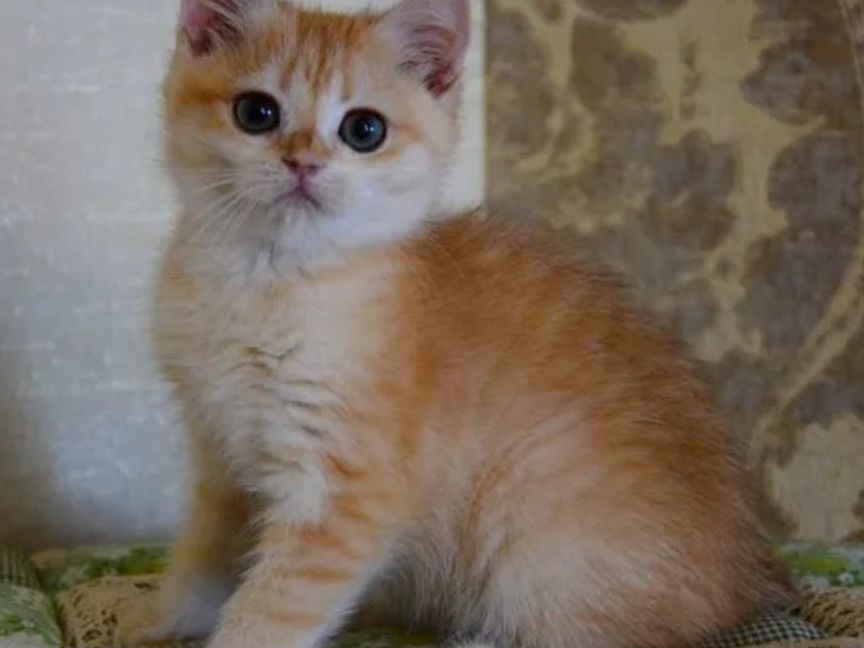 Золотая шиншилла, британская порода