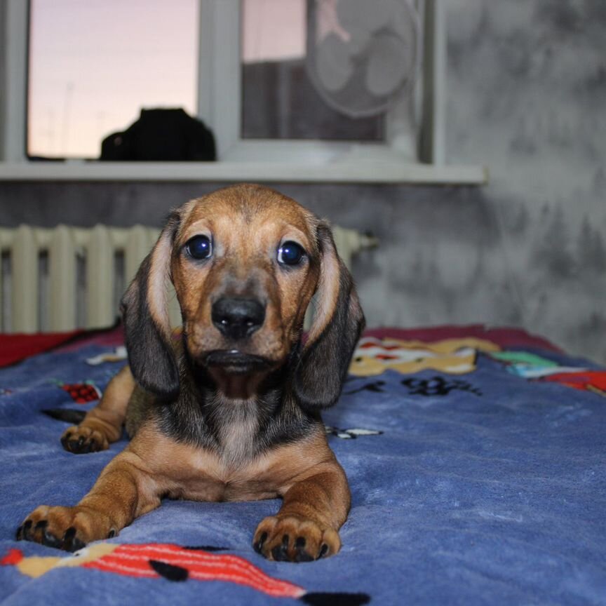 Щенки Таксы: рыжий,ч-п, шоколадный окрас, доставка