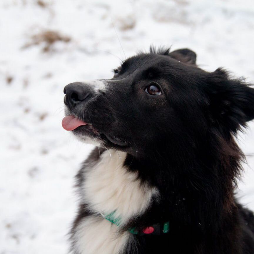 Собака в добрые руки