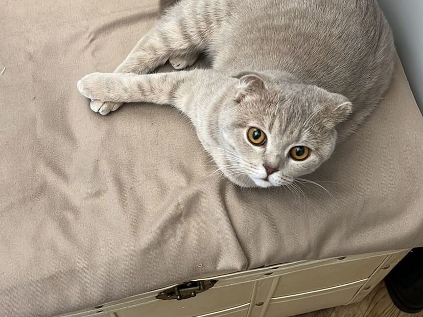 Прекрасная девочка британская кошечка ищет семью