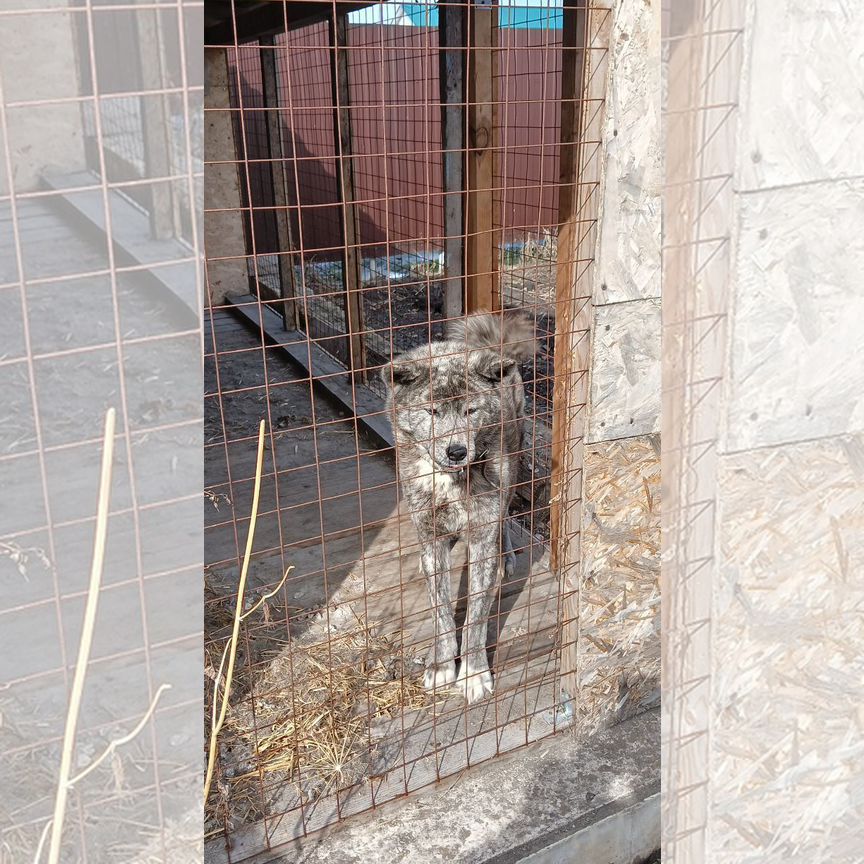 Акита-ину, щенок