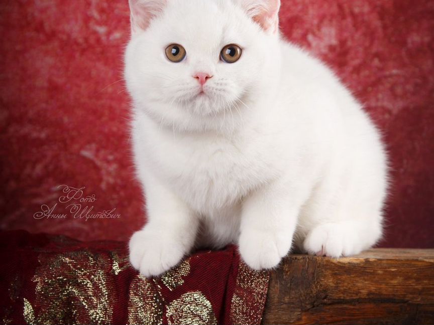 Британский кот белого окраса