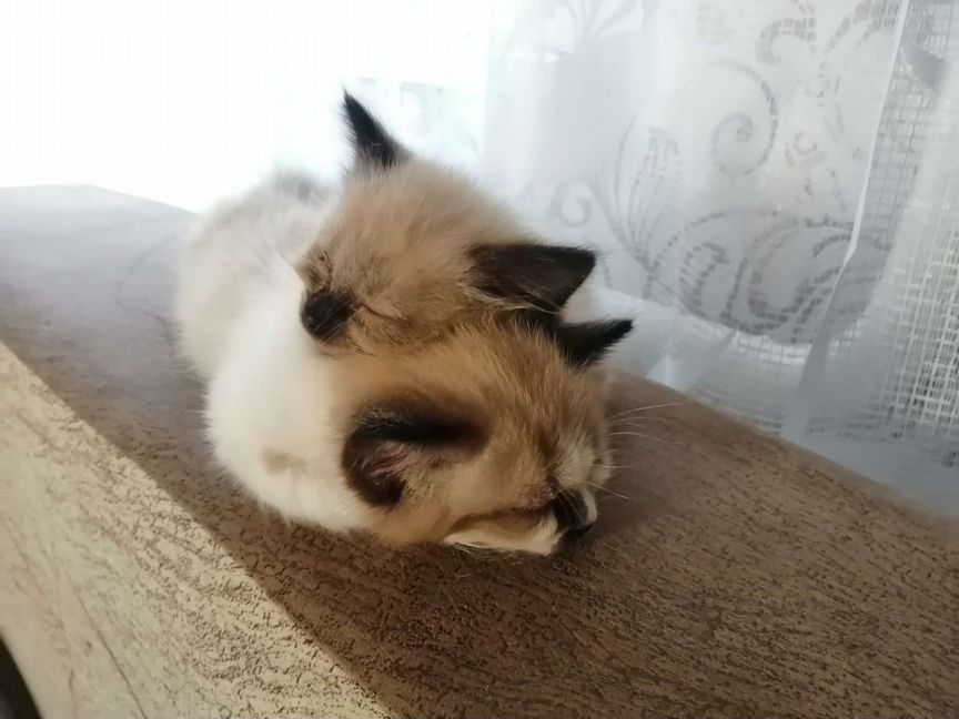 Сиамские котята