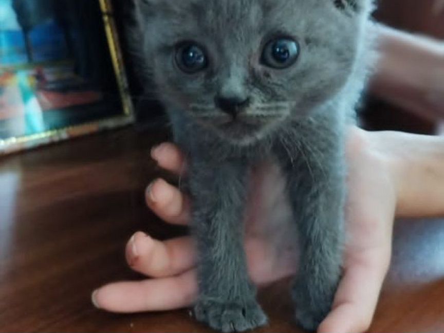 Котята (мама кошка Британка)