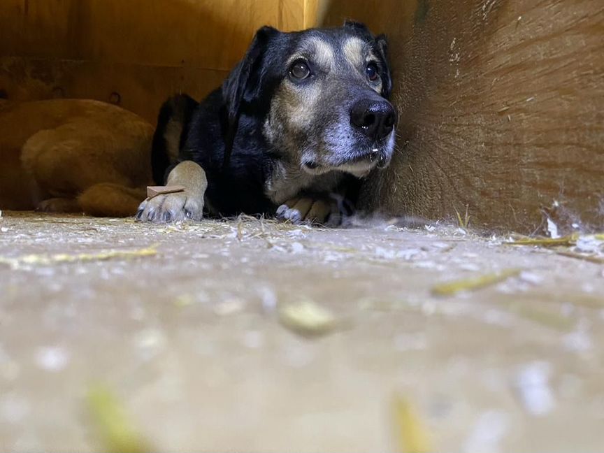 Малыш Курт из приюта