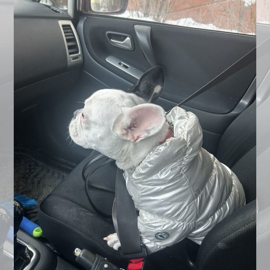 Продам Французского бульдога