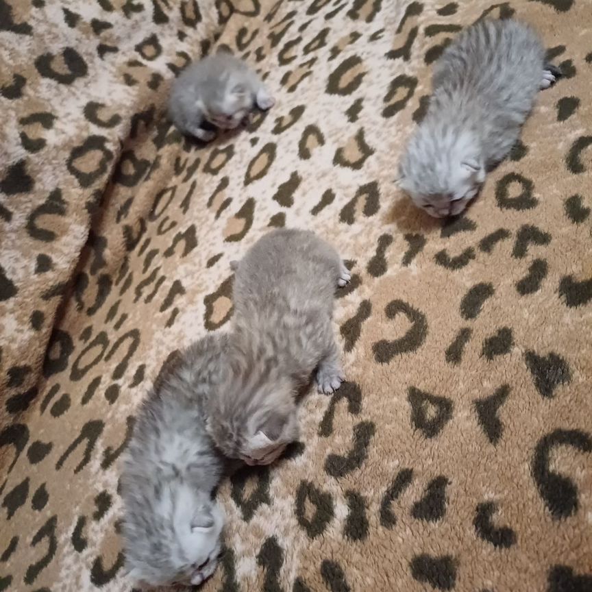 Шотландские вислоухие котята