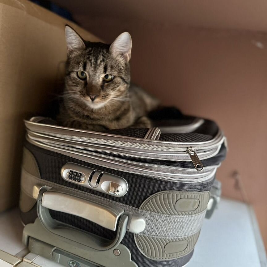 Кот